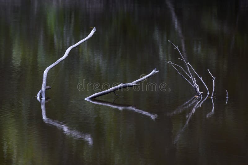 Sticks and Their Reflection in Still Water Stock Photo - Image of swamp ...