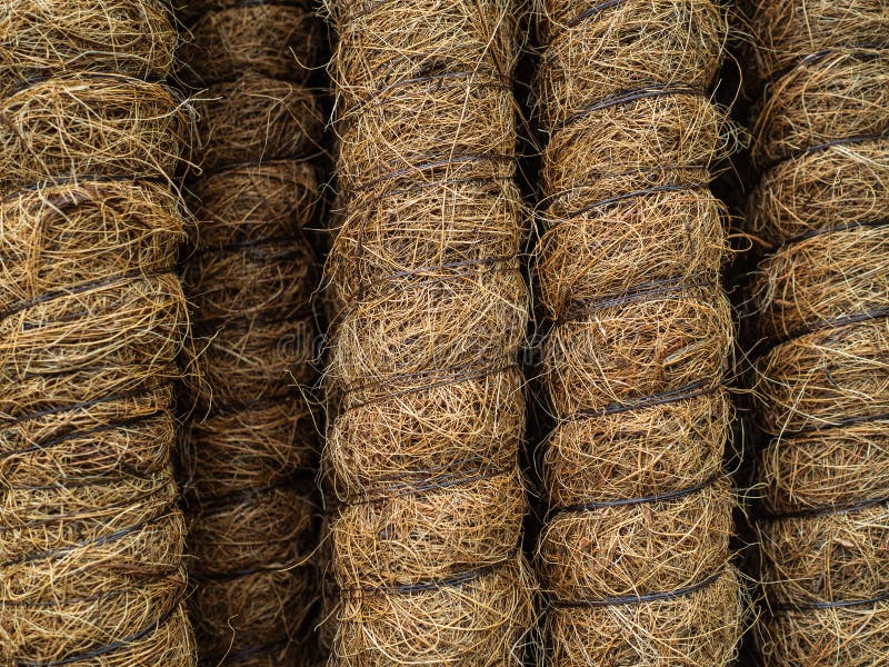 Sticks To Support Plants. Coconut Support To Support the Trunks of ...