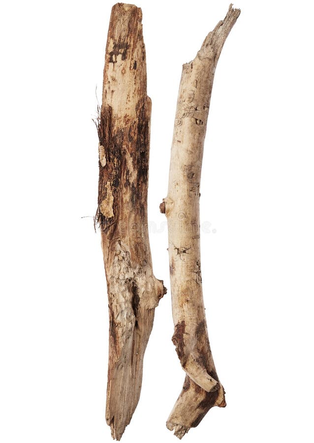 Sticks stock image. Image of rotten, nature, bark, isolated - 65522341