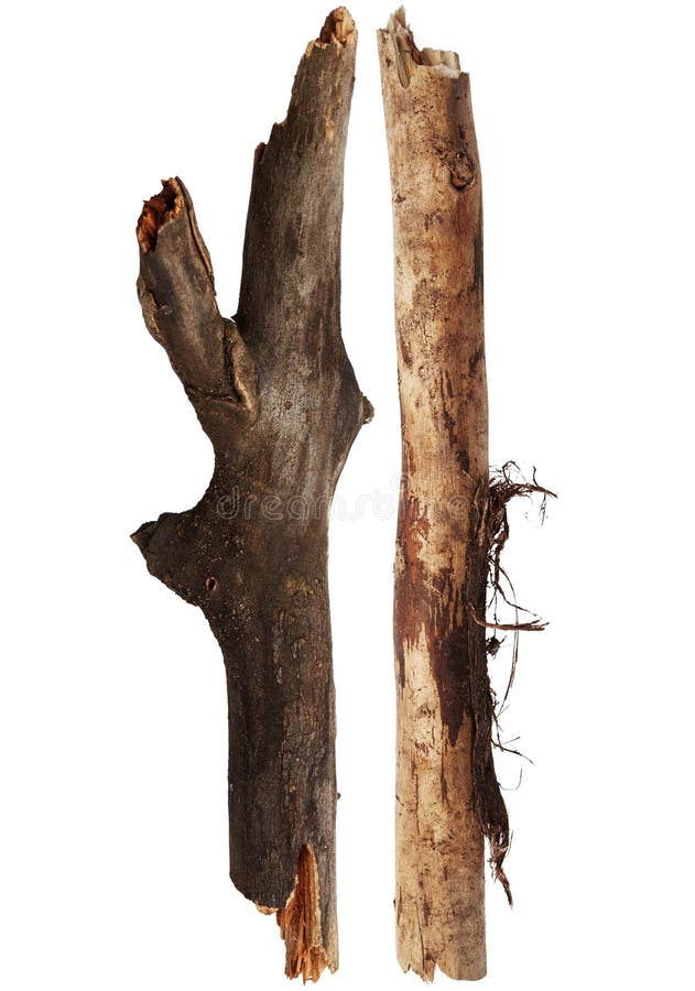 Sticks of tree stock photo. Image of rotten, bark, bough - 57208266