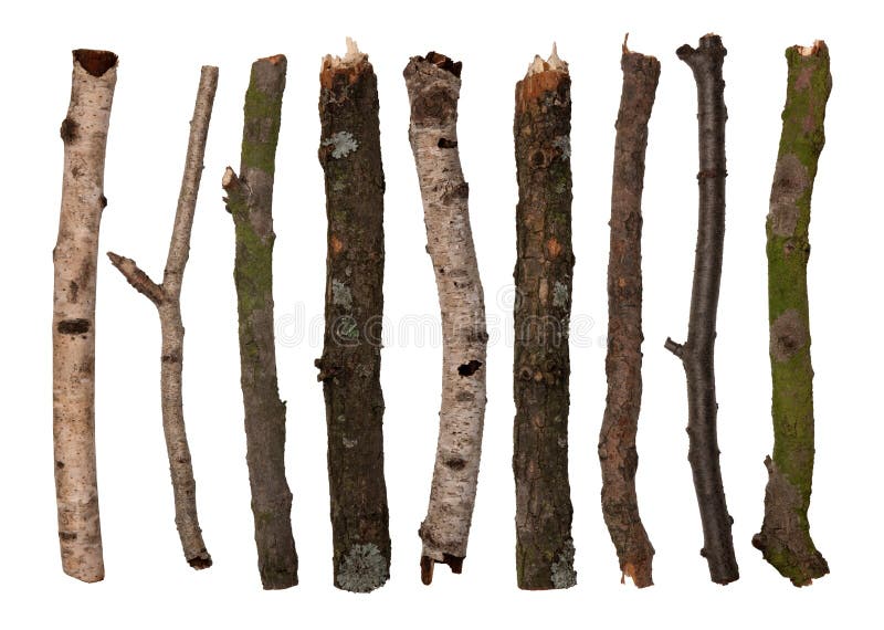 Twigs stock photo. Image of wooden, plant, brown, tree - 18966122