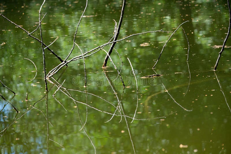 Sticks in Water with Reflection Stock Image - Image of people, ecology ...