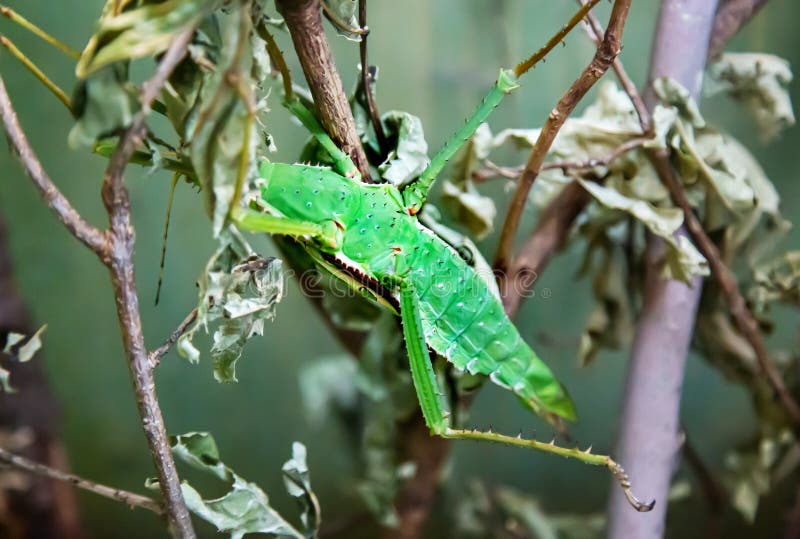 The Stickworm is Multi-winged (Lat. Phasmatodea) Green Color Similar To ...