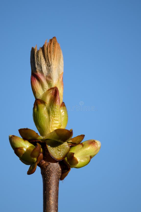 Sticky Bud of the Horse Chesnut Tree Bursting into Leaf Stock Photo ...