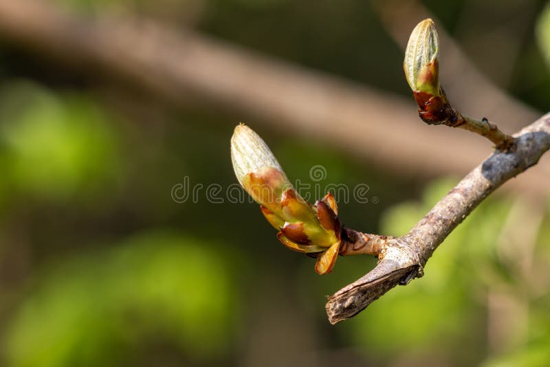 Sticky Buds of the Horse Chesnut Tree Bursting into Leaf Stock Image ...