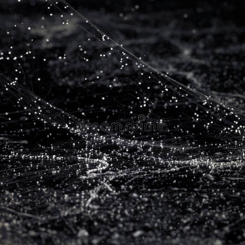 Sticky cobwebs stock image. Image of filigree, gossamer - 30588523