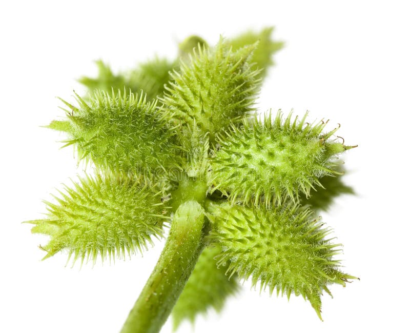 Sticky cocklebur fruits stock photo. Image of thistle - 19797728