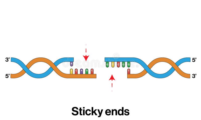 Sticky DNA End after Cleavage Illustrated on White Background. Stock ... Sticky DNA End after Cleavage Illustrated on White Background. Stock ...