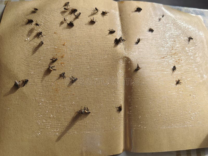 A Sticky Fly Trap Covered with Multiple Trapped Flies on an Adhesive ...
