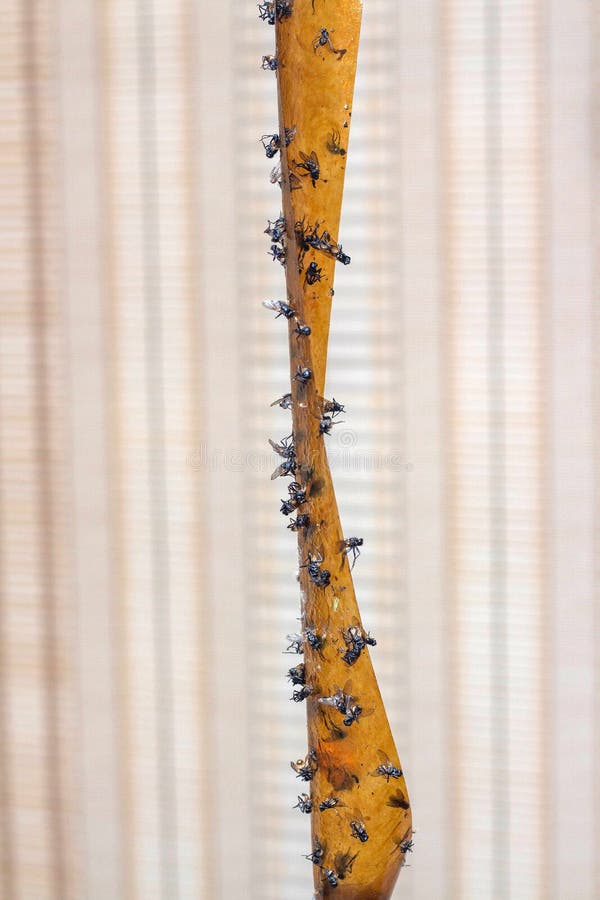 Sticky Flypaper with Glued Flies, Trap for Flies, Copyspace Stock Image ...