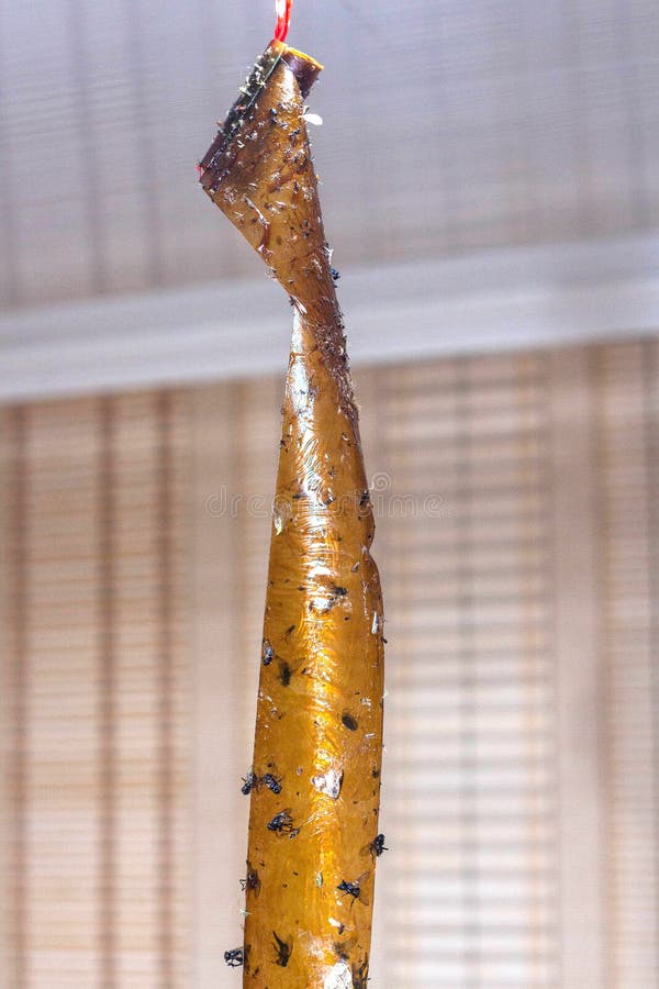 Sticky Flypaper with Glued Flies, Trap for Flies, Copyspace Stock Image ...