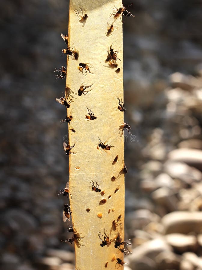 Sticky Flypaper with Glued Flies, Trap for Flies Stock Photo - Image of ...