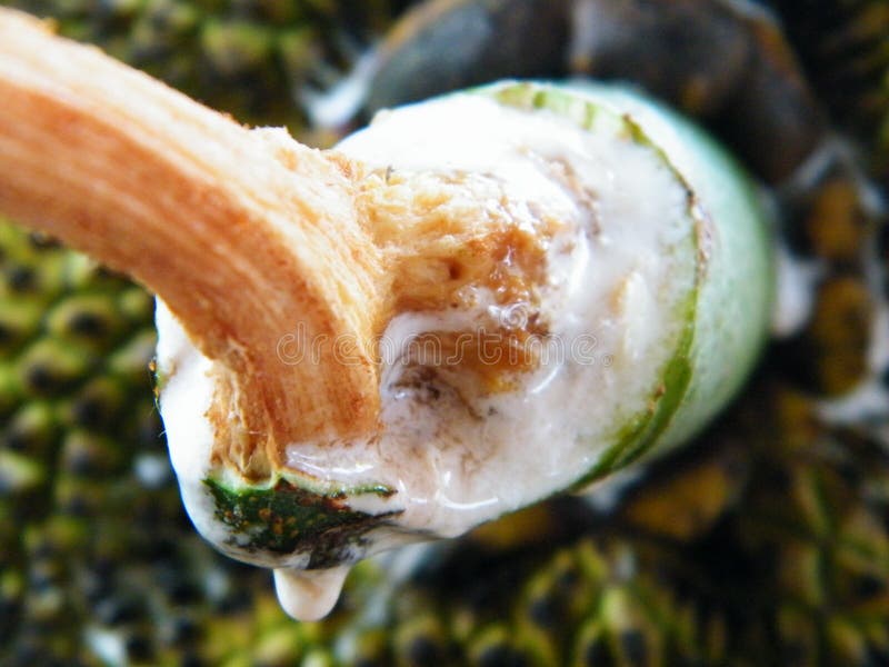 Sticky Liquid from Jack Fruit Stock Photo - Image of sticky, liquid ...