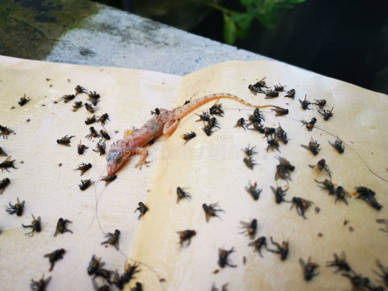 The Sticky Paper Trap for Domestic Pests. Stock Image - Image of dead ...