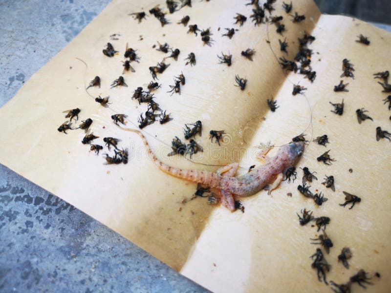 The Sticky Paper Trap for Domestic Pests. Stock Photo - Image of ...