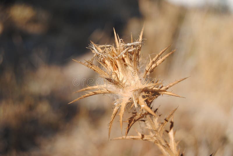 Sticky plant stock image. Image of abstract, flower, detail - 32504171