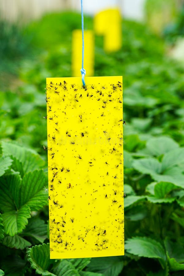 Sticky Plate for Catching Harmful Insects in the Greenhouse Stock Image ...