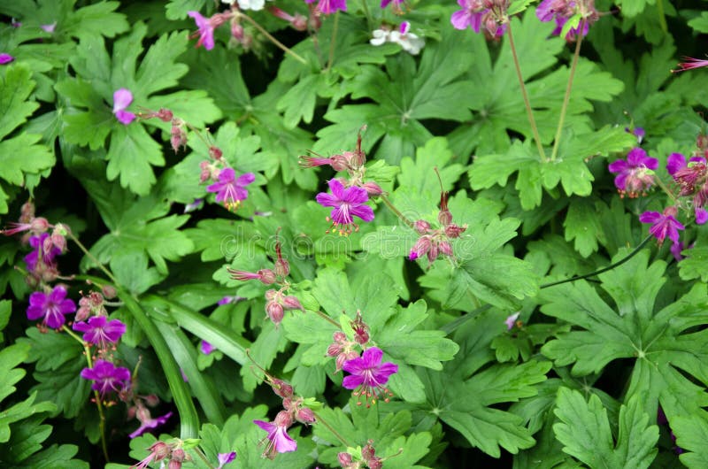 Sticky Purple Geranium, Geranium Viscosissimum Stock Photo - Image of ...