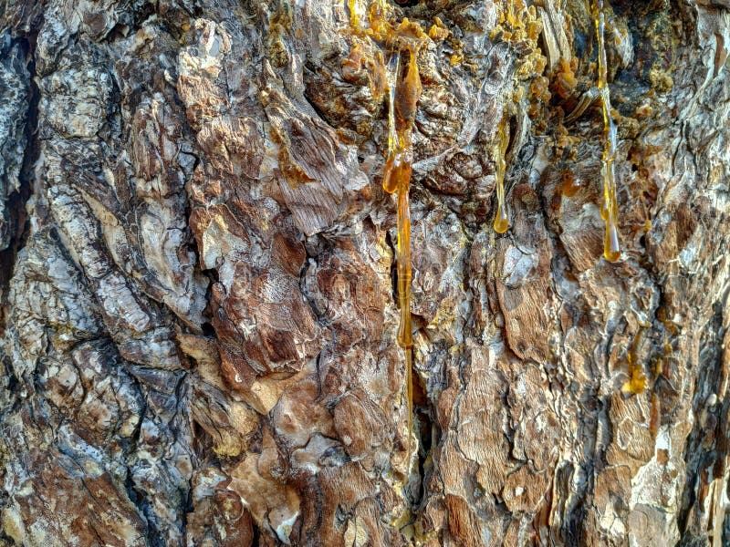 Sticky Resin Gum Dripping from the Wood of the Tree with Rough Tree ...