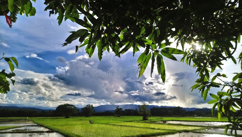 The sticky rice field. stock image. Image of light, rice - 152039941