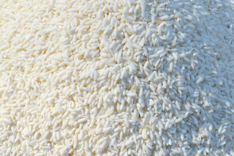 Sticky rice seeds stock photo. Image of harvested, peeled - 74746234