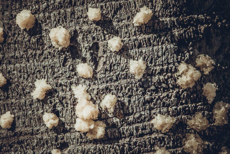 Sticky rice on the tree stock image. Image of speed - 104617683