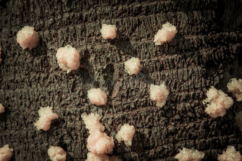 Sticky rice on the tree stock image. Image of garden - 104617945