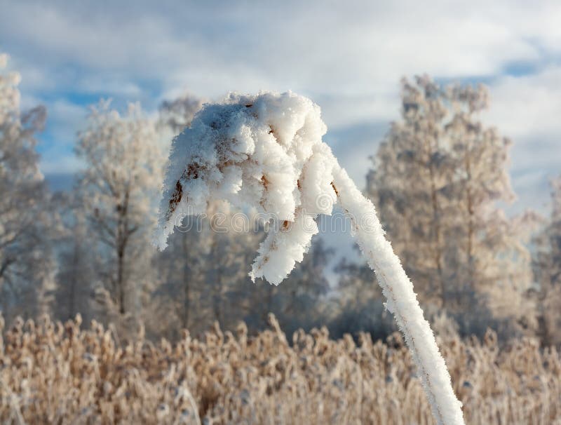 The snow on the branch stock photo. Image of forest - 210711060