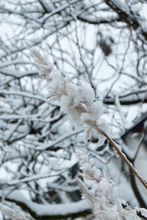 Sticky Snow Makes Everything Looks Different Stock Image - Image of ...