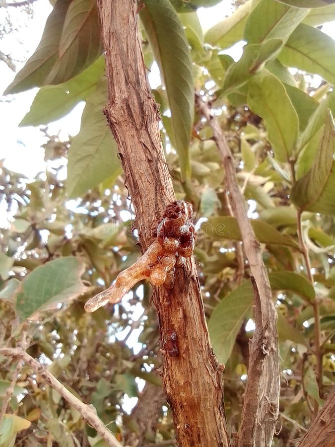 Sticky Substance on a Tree or a Tree Sap, August 2022 in Kenya Stock ...