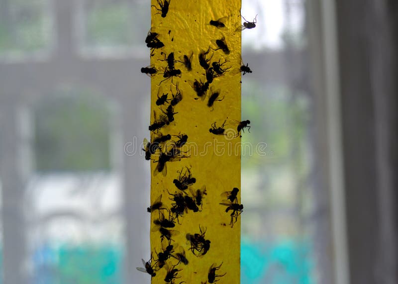 Sticky Tape Fly Trap with Crowd of Flies on it Stock Image - Image of ...