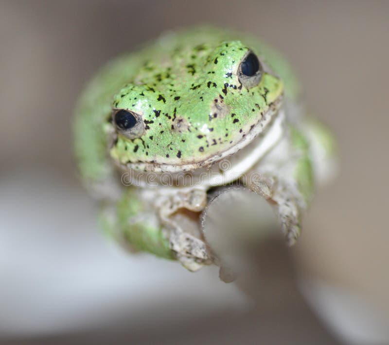 Light Green Tree Frog Smiling at Camera Stock Image - Image of looking ...