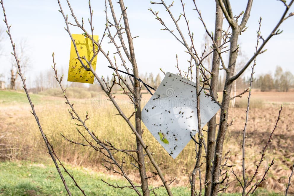 Sticky Traps for Insect Control on Fruit Trees in the Field Stock Image ...