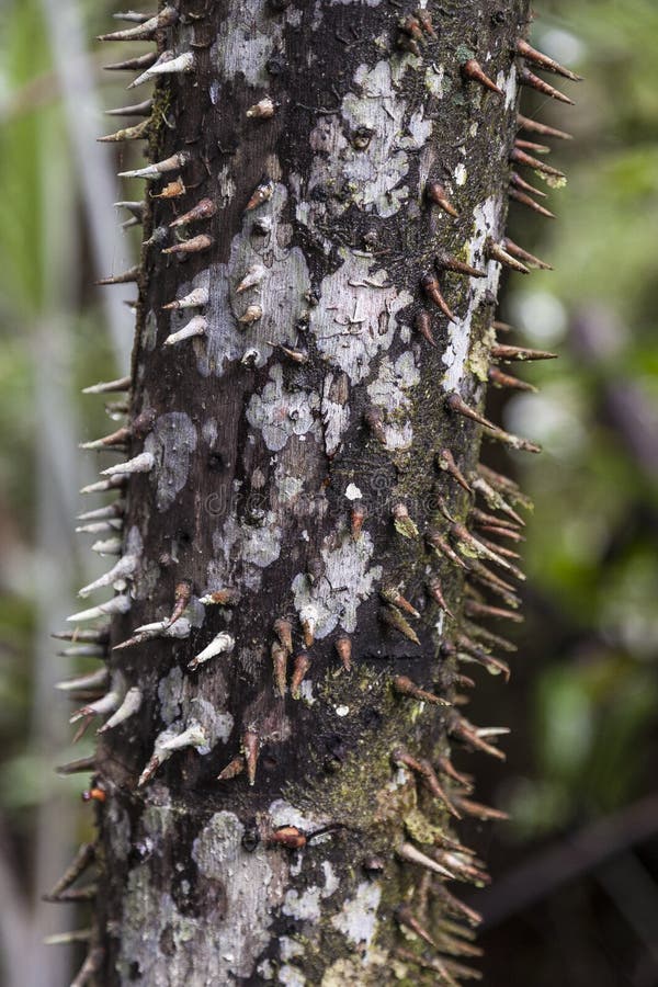 Sticky Tree, Amazon Rainforest, Ecuador Stock Image - Image of america ...