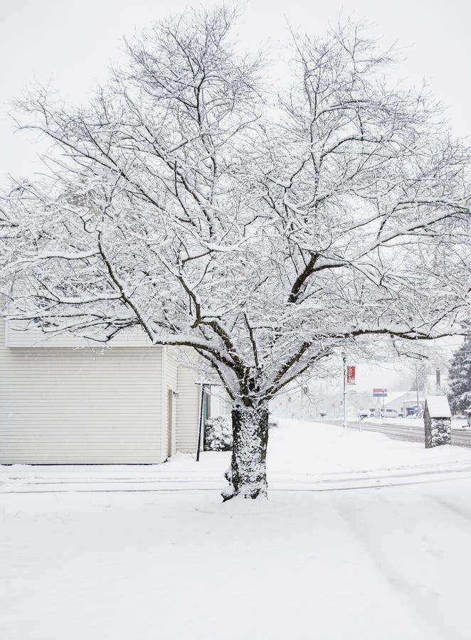 Sticky Wet Snow on Tree from Morning Winter Storm Stock Photo - Image ...