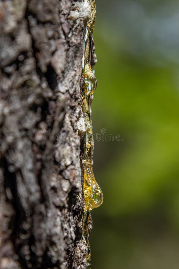 201 Pitch Pine Tree Trunk Photos - Free & Royalty-Free Stock Photos ...