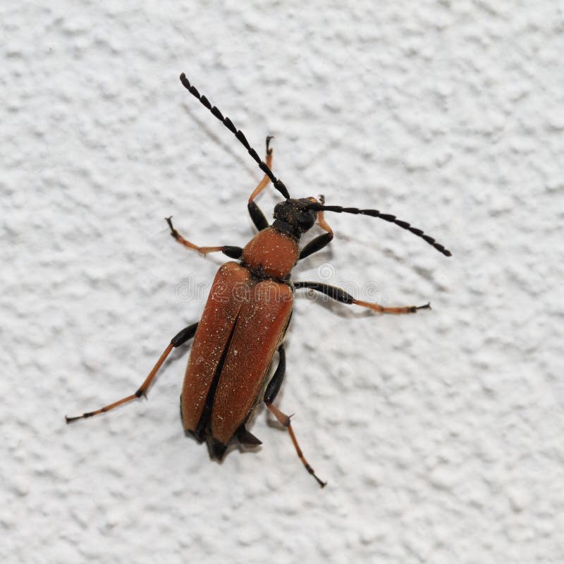 Stictoleptura rubra stock image. Image of insect, brown - 56861087