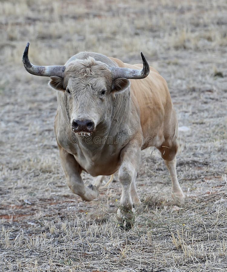 Stier stock foto. Image of gewonnen, stierenvechten - 101857230