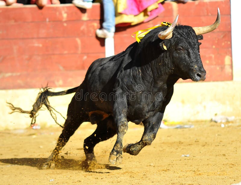 Stier stock afbeelding. Image of arena, dier, vrees - 101860125