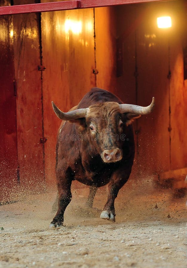 Stier stock afbeelding. Image of arena, woest, dood - 101860439