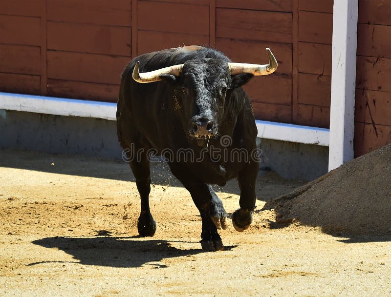 Stier stock foto. Image of wild, dier, dood, arena, hoornen - 101889868