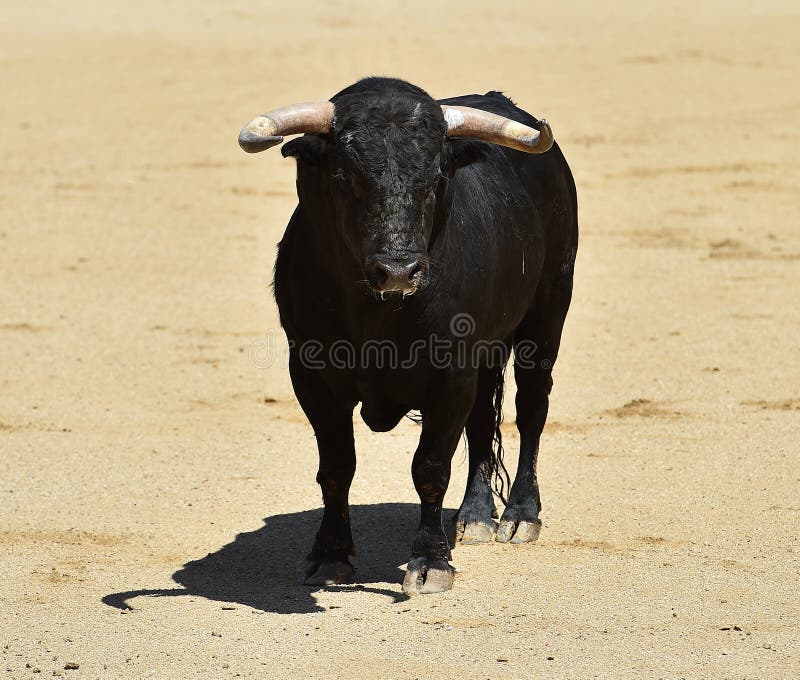 Stier stock foto. Image of dier, lopen, spanje, woest - 101890120