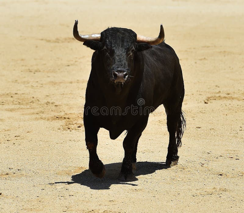 Stier stock foto. Image of arena, stier, hoornen, dood - 101890964
