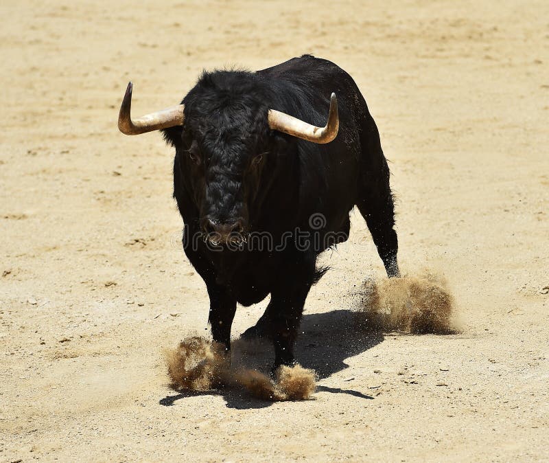 Stier stock foto. Image of gevaar, gewonnen, stier, moed - 101893432