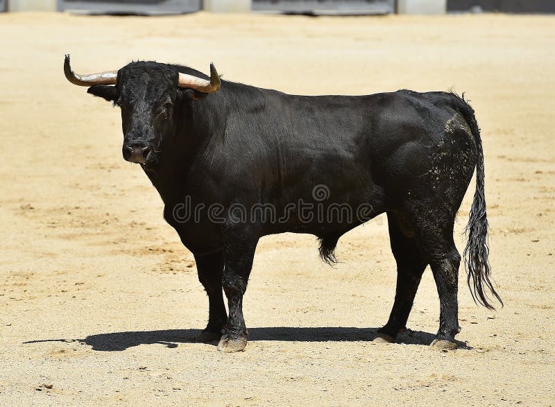 Stier stock foto. Image of stierengevecht, stierenvechten - 101893908