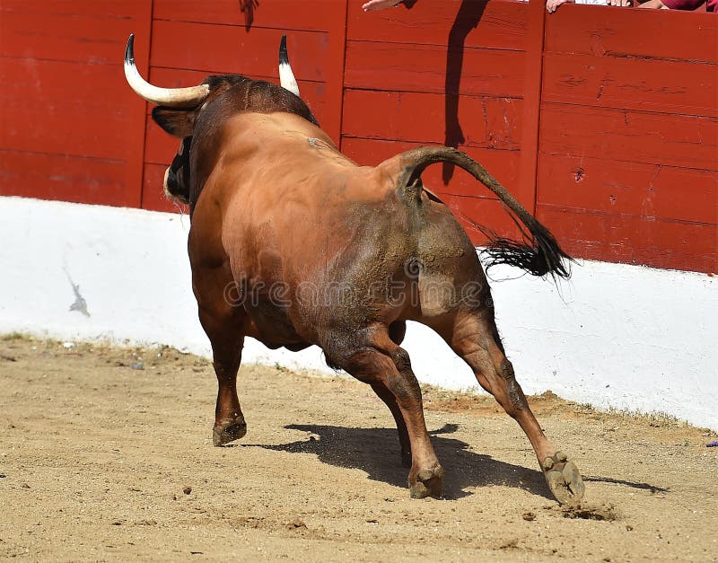 Stier redaktionelles foto. Bild von stier, tradition - 102046241