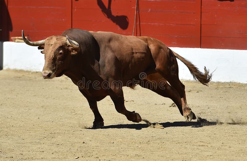 Stier stock foto. Image of spanje, stierengevecht, arena - 102117824