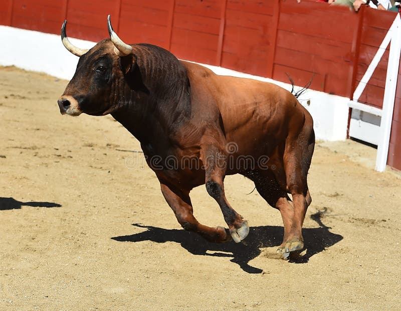 Stier stock afbeelding. Image of hevig, moed, dood, dier - 102178221