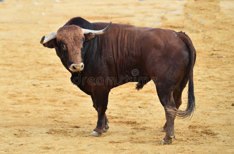 Stier stock foto. Image of stierengevecht, lopen, dier - 102588548