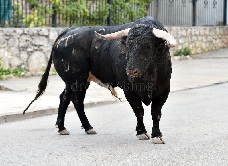 Stier stock foto. Image of wild, stierengevecht, risico - 102590108